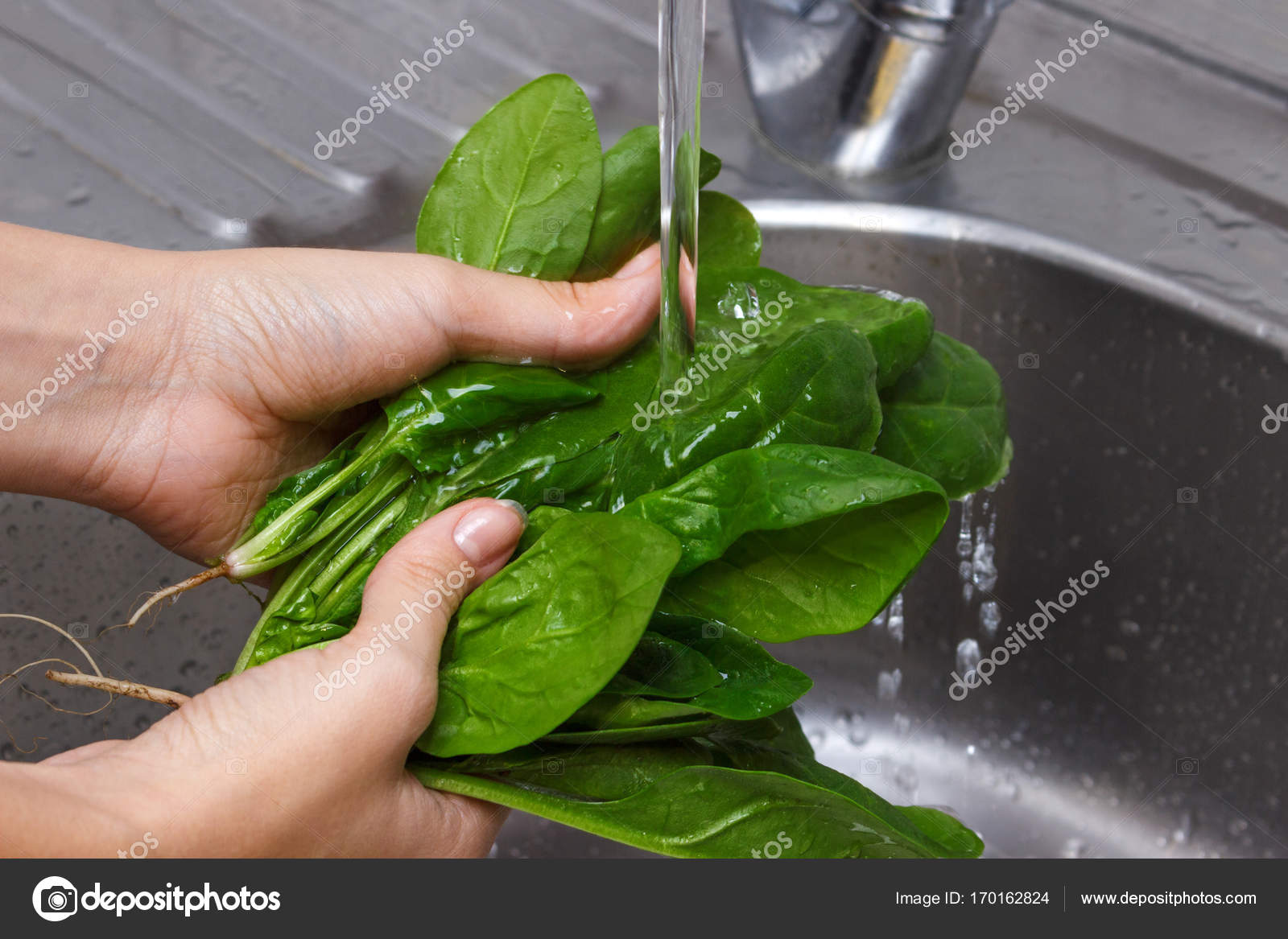 Woman washing spinach in sink. the girl is washing the spinach Stock ...
