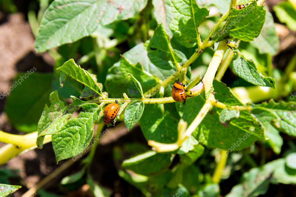 Muchos insectos de Colorado est n comiendo hojas de papa en el campo ...