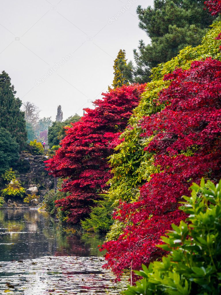 Acer Tree Leaves Changing Colour in Autumn Stock Photo by ©phil_bird ...