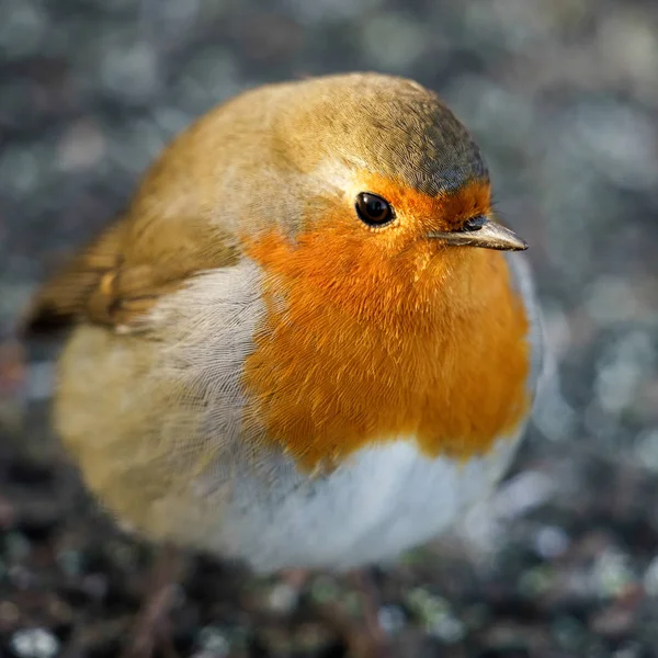 Robin stock photo public domain Stock Photos, Royalty Free Robin stock ...