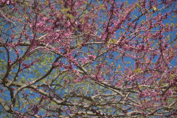 Tree of redbud Stock fotók, Tree of redbud Jogdíjmentes képek ...