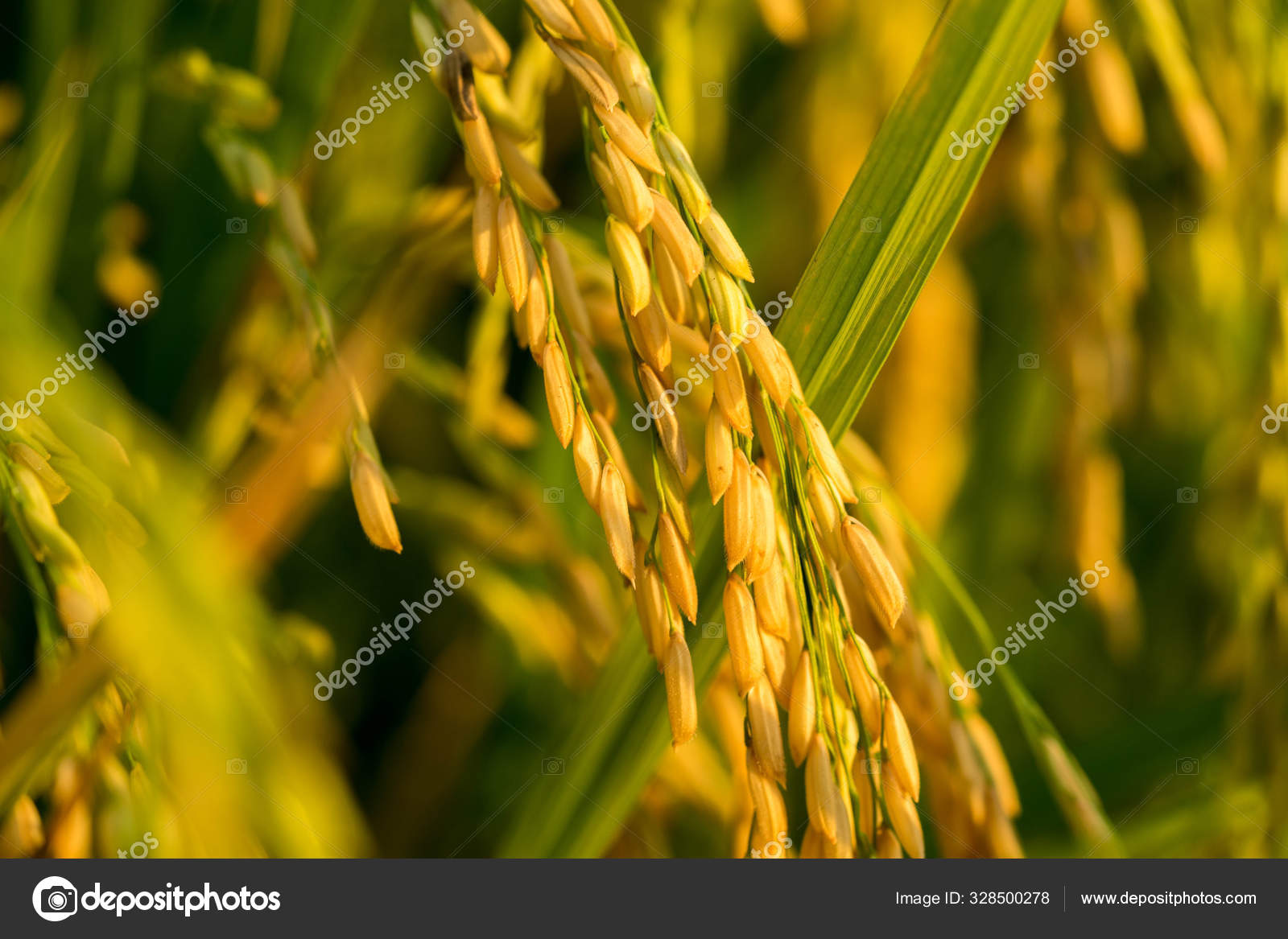 Golden Rice Ready to Harvest. The moment the farmer waits. Stock Photo ...