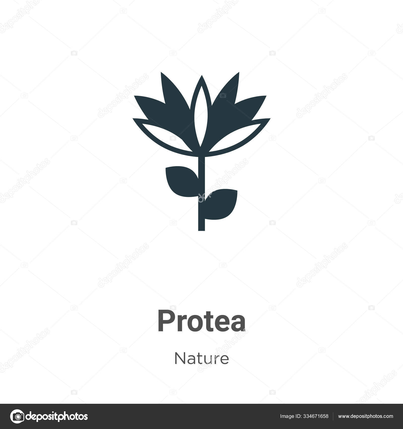 Protea Vector Icon White Background Flat Vector Protea Icon Symbol ...