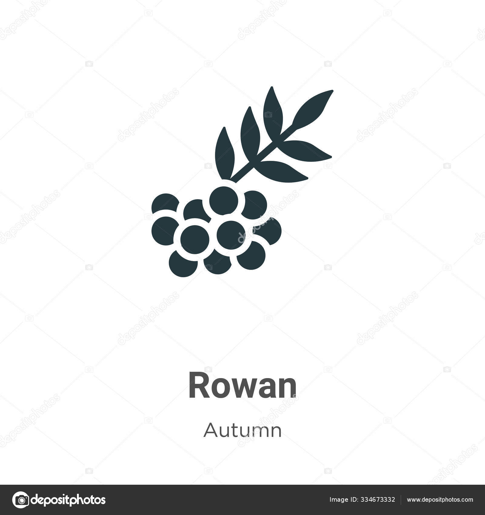 Rowan Vector Icon White Background Flat Vector Rowan Icon Symbol Stock ...