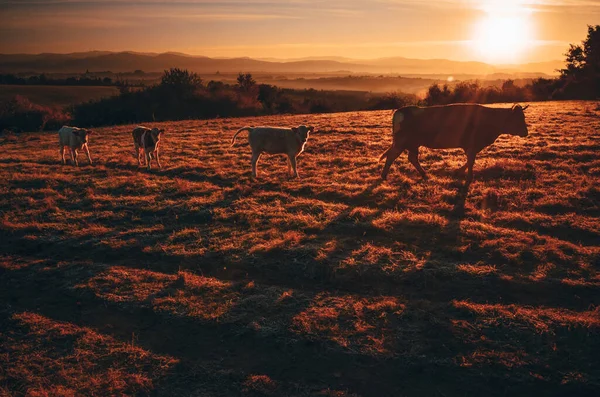 Cattle sunset Stock Photos, Royalty Free Cattle sunset Images ...