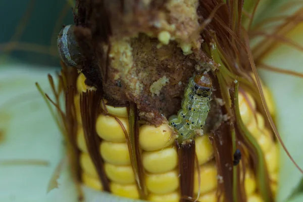 Parasitos comida Stock Photos, Royalty Free Parasitos comida Images ...