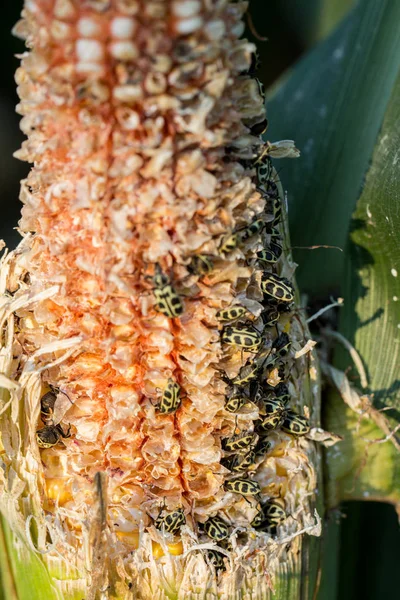 Insect grain Images - Search Images on Everypixel