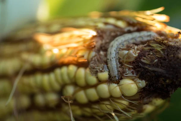 Insect grain Images - Search Images on Everypixel