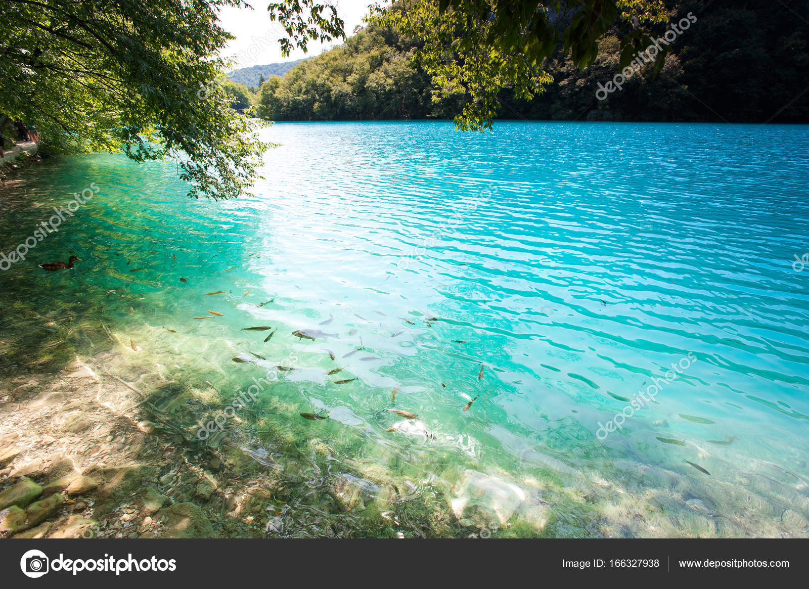 Spectacular view of crystal clear water with fish in Croatia. — Stock ...