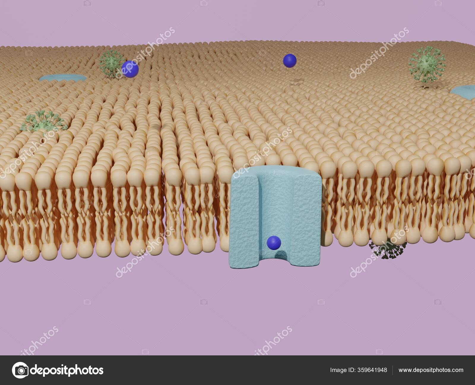Molecule Passing Protein Channel Virus Passing Lipid Bilayer Cell ...