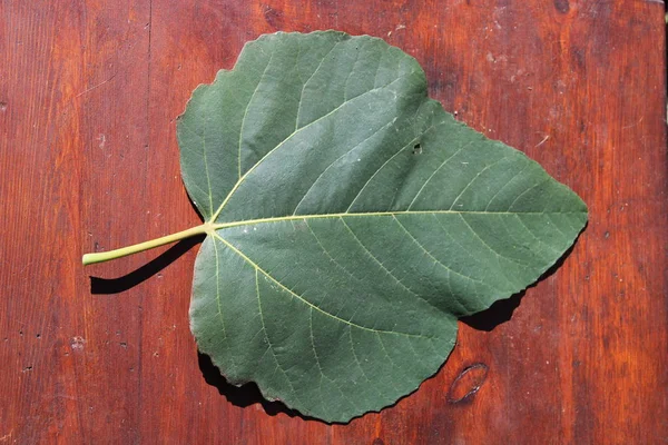 Daun selom Stock Photos, Royalty Free Daun selom Images | Depositphotos