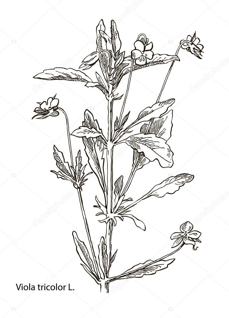 Vector vintage botanical illustration depicting the viola tricolor ...