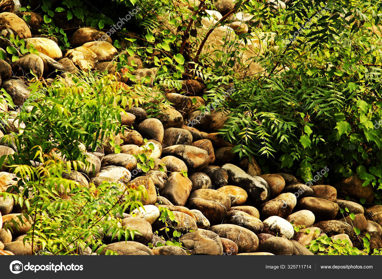 The trees.rocks and stone on the bank of Ganga river — Stock Photo ...