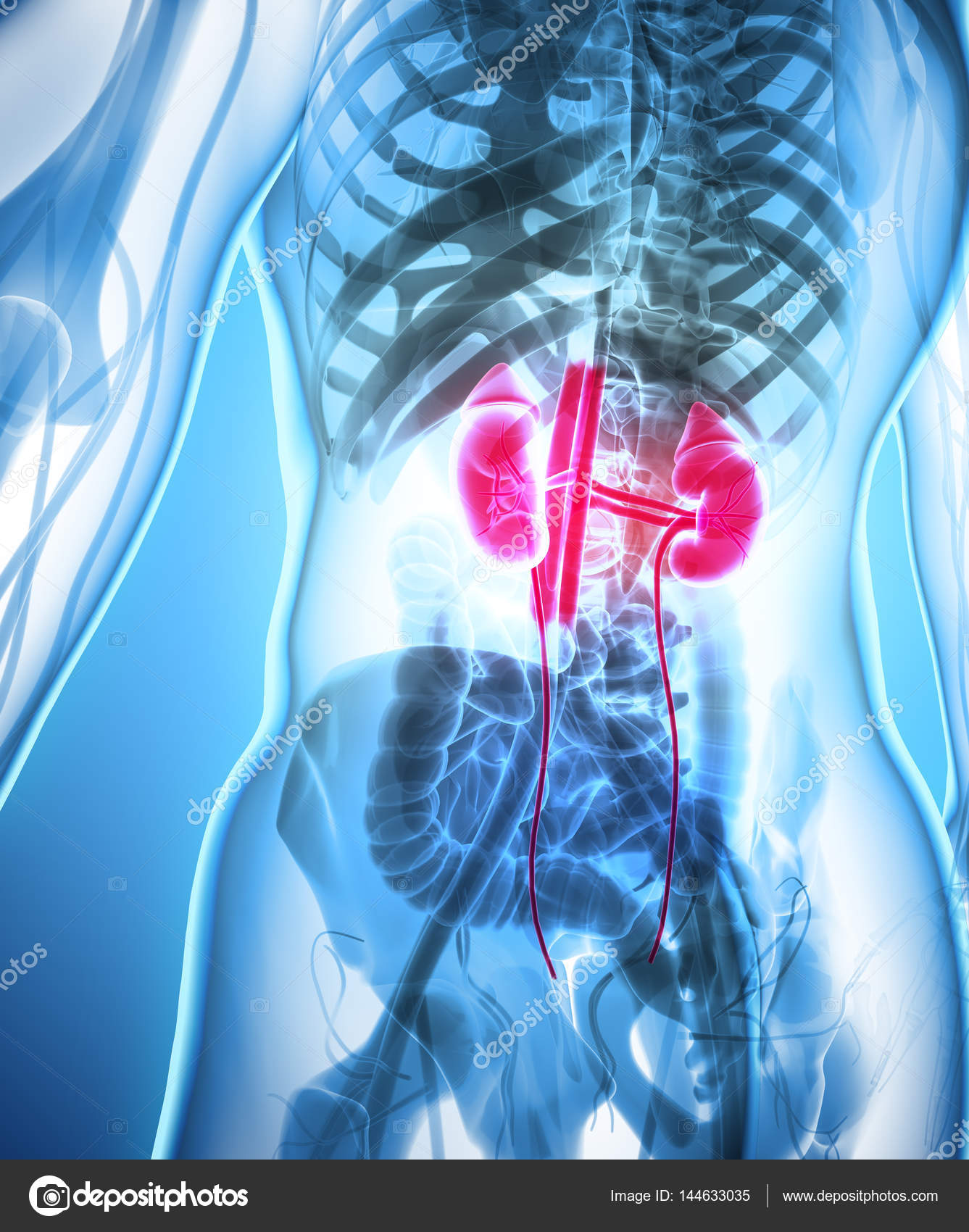 3D illustration of Urinary System, medical concept. — Stock Photo ...