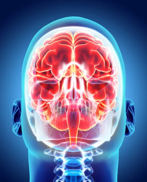 Human Internal Organic - Brain. Stock Photo by ©yodiyim 123350560