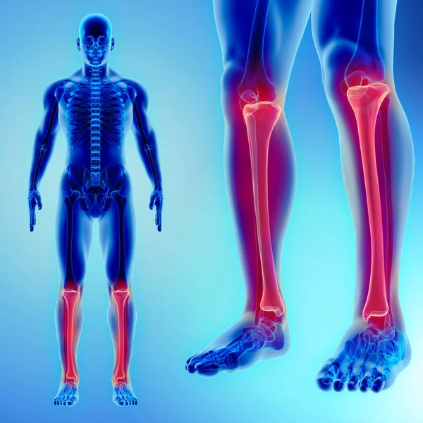 Tibia anatomy medical scan Stock Photos, Royalty Free Tibia anatomy ...