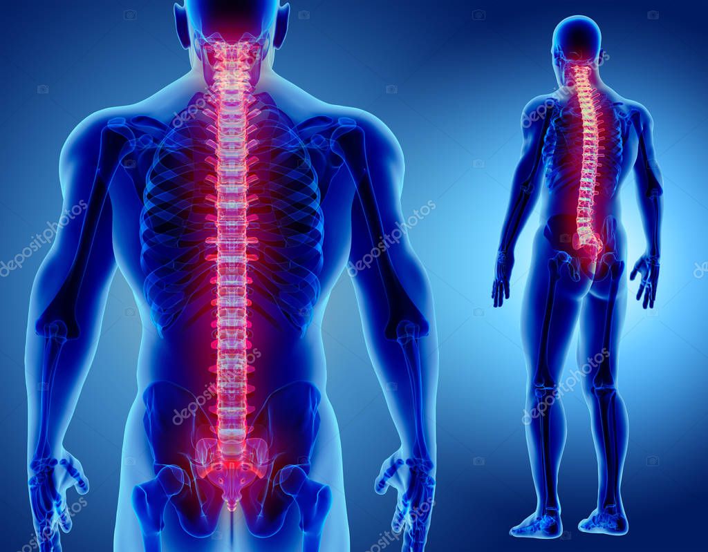 Ilustraci n 3D de la columna vertebral, concepto m dico. 2024