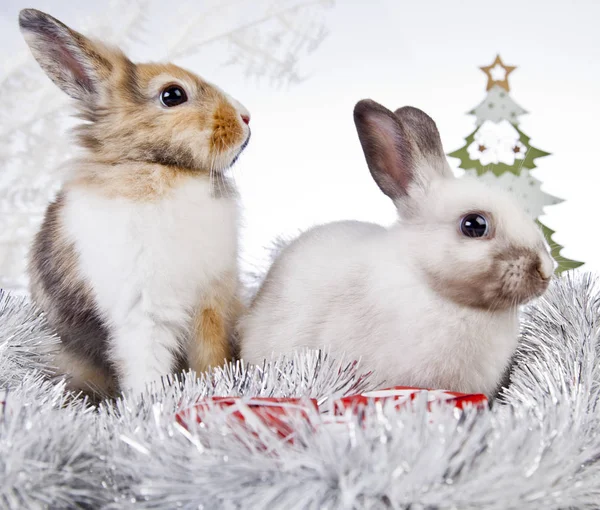 Christmas rabbits Stock Photos, Royalty Free Christmas rabbits Images ...