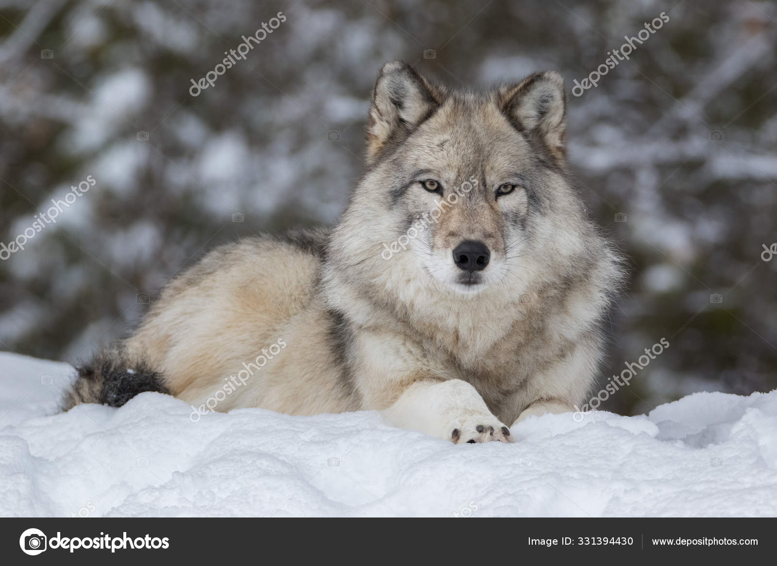 Wolf Lying Down