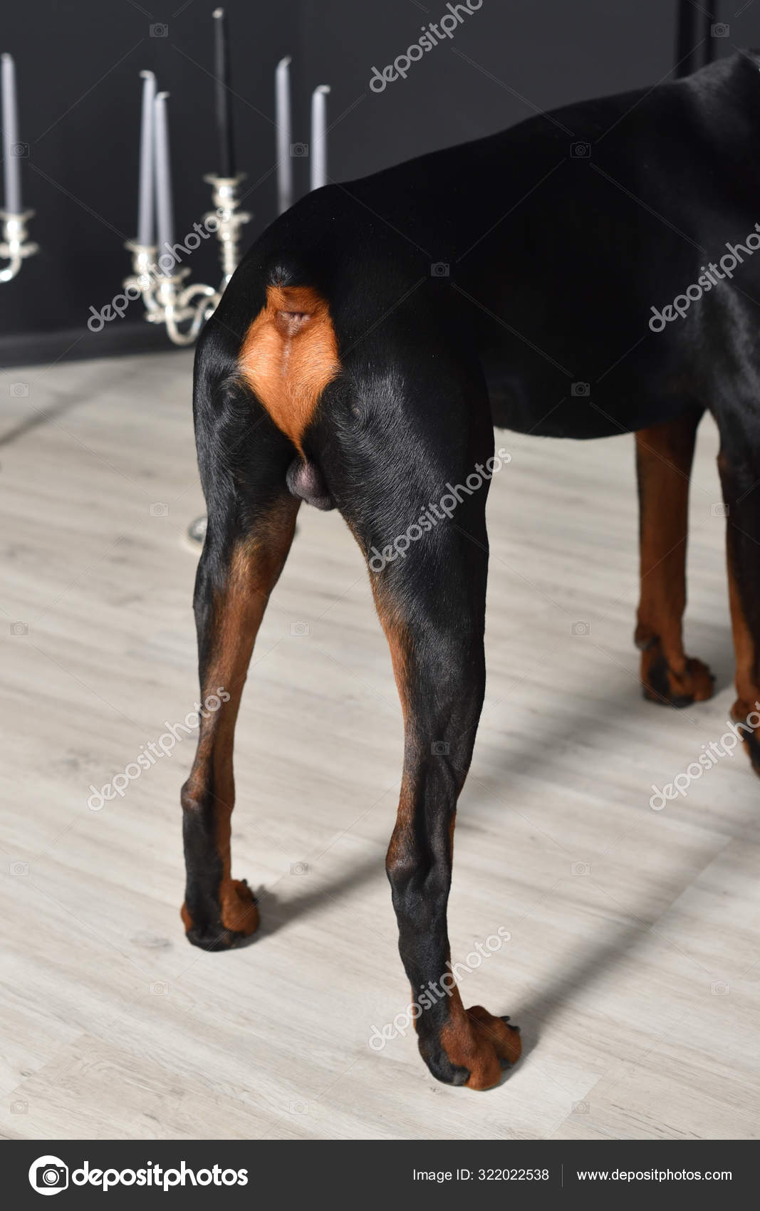 Doberman's back, legs, butt and cut off tail, closeup Stock Photo by ©iceberg_dp 322022538
