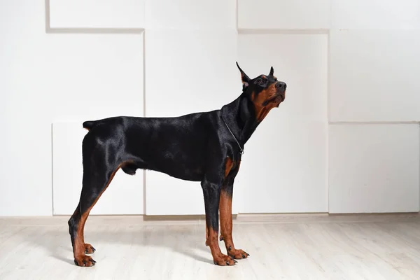 Doberman studio Stock Photos, Royalty Free Doberman studio Images ...