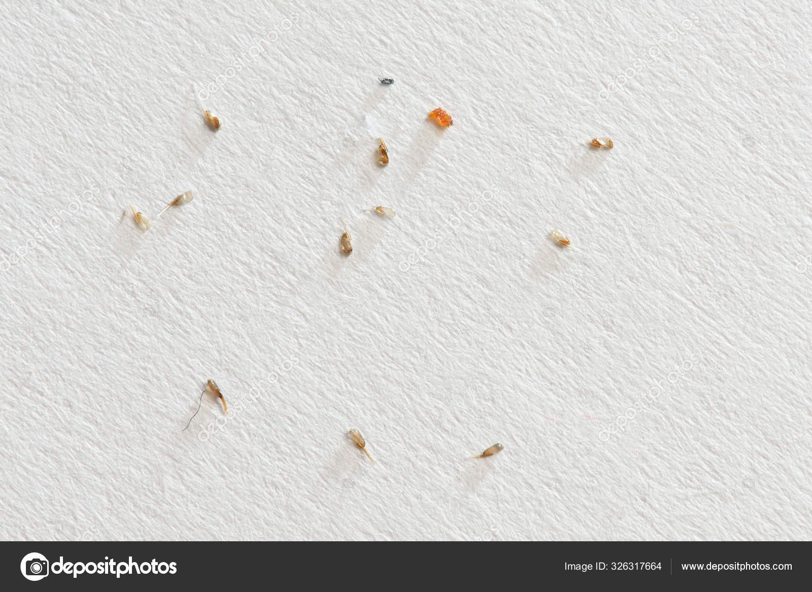 Nits removed from the hair, on white paper background Stock Photo by ...