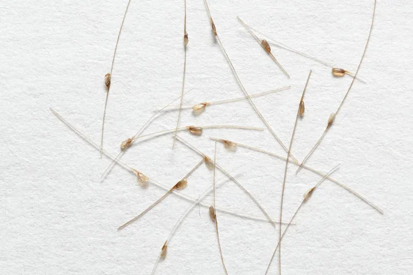 Nit Stock Photos, Royalty Free Nit Images | Depositphotos®