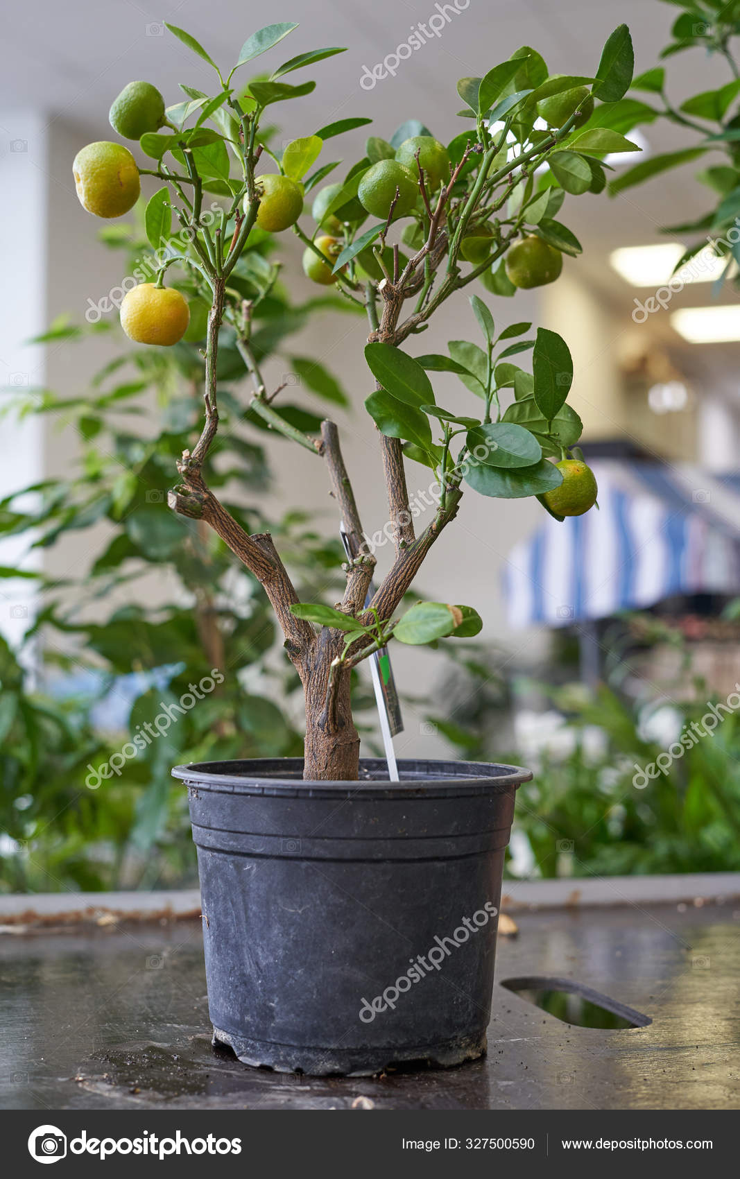 Calamansi Plant In Pot