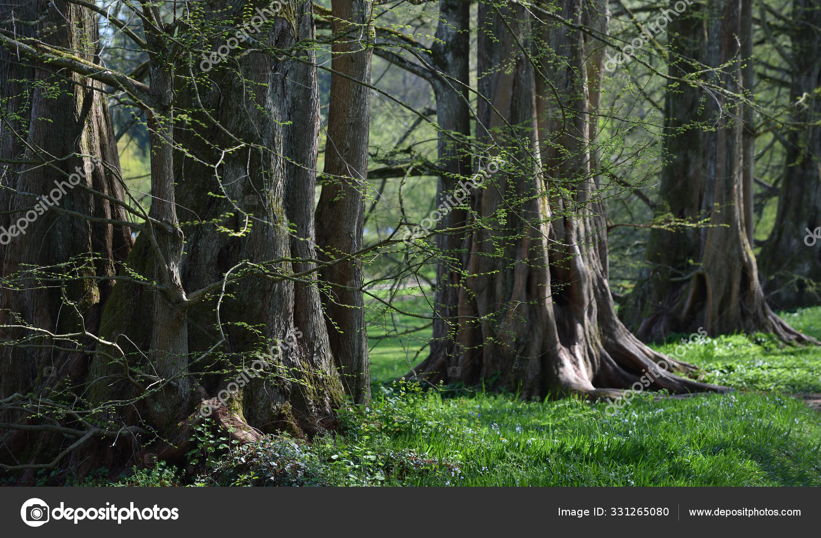 Thick tree trunks in spring and their young leaves and green fresh ...