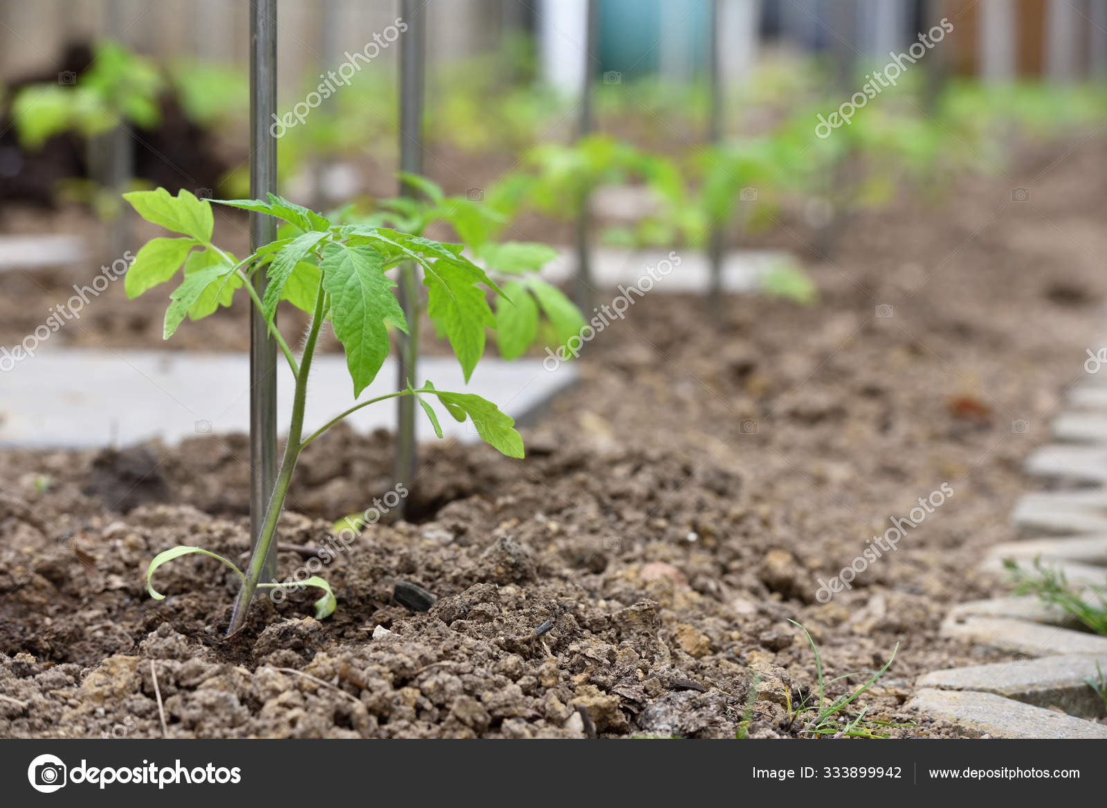 Young Sprout Tomatoes Emerges Ground Grows Next Peg Attaching Plants ...
