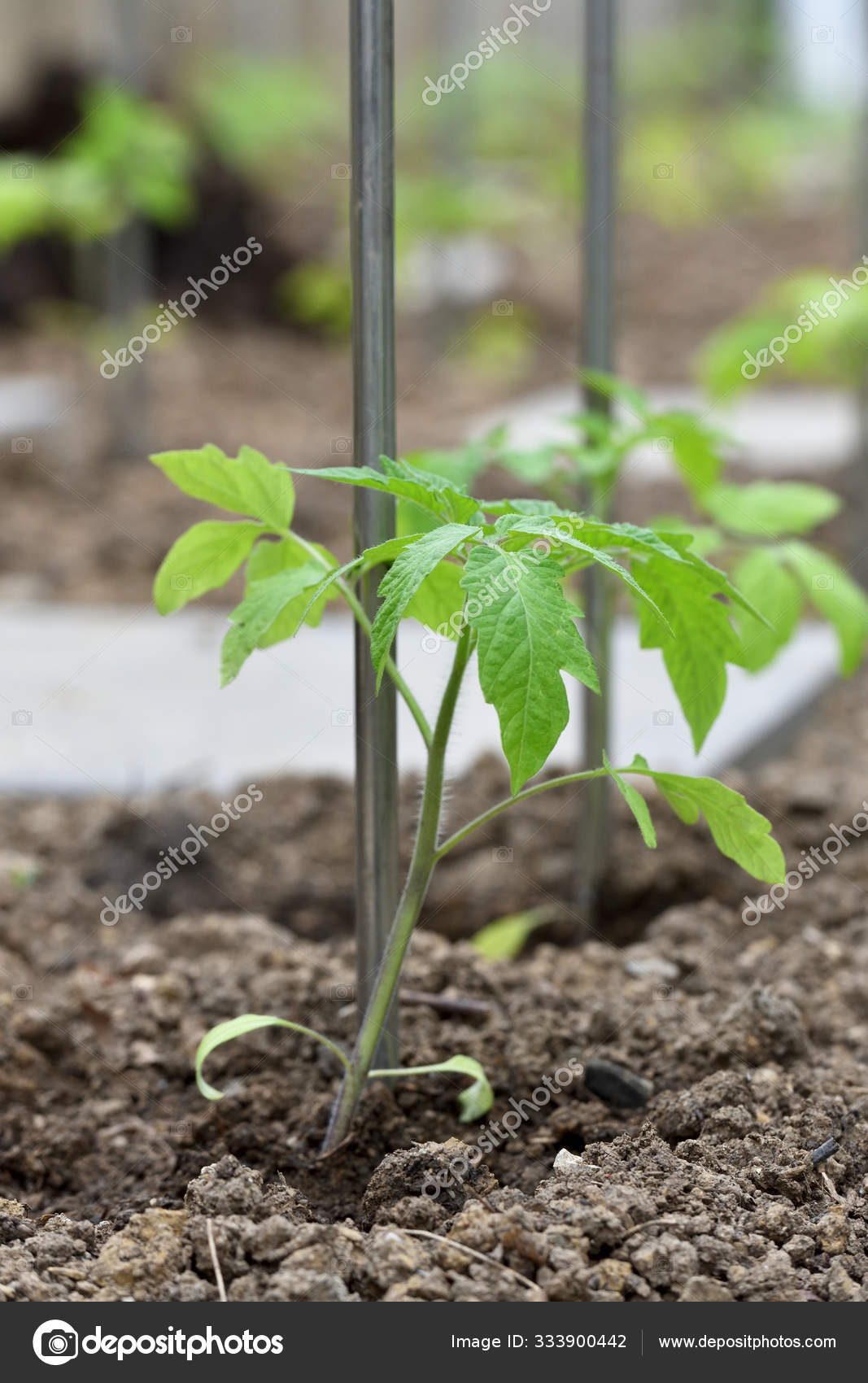 Young Sprout Tomatoes Emerges Ground Grows Next Peg Attaching Plants ...