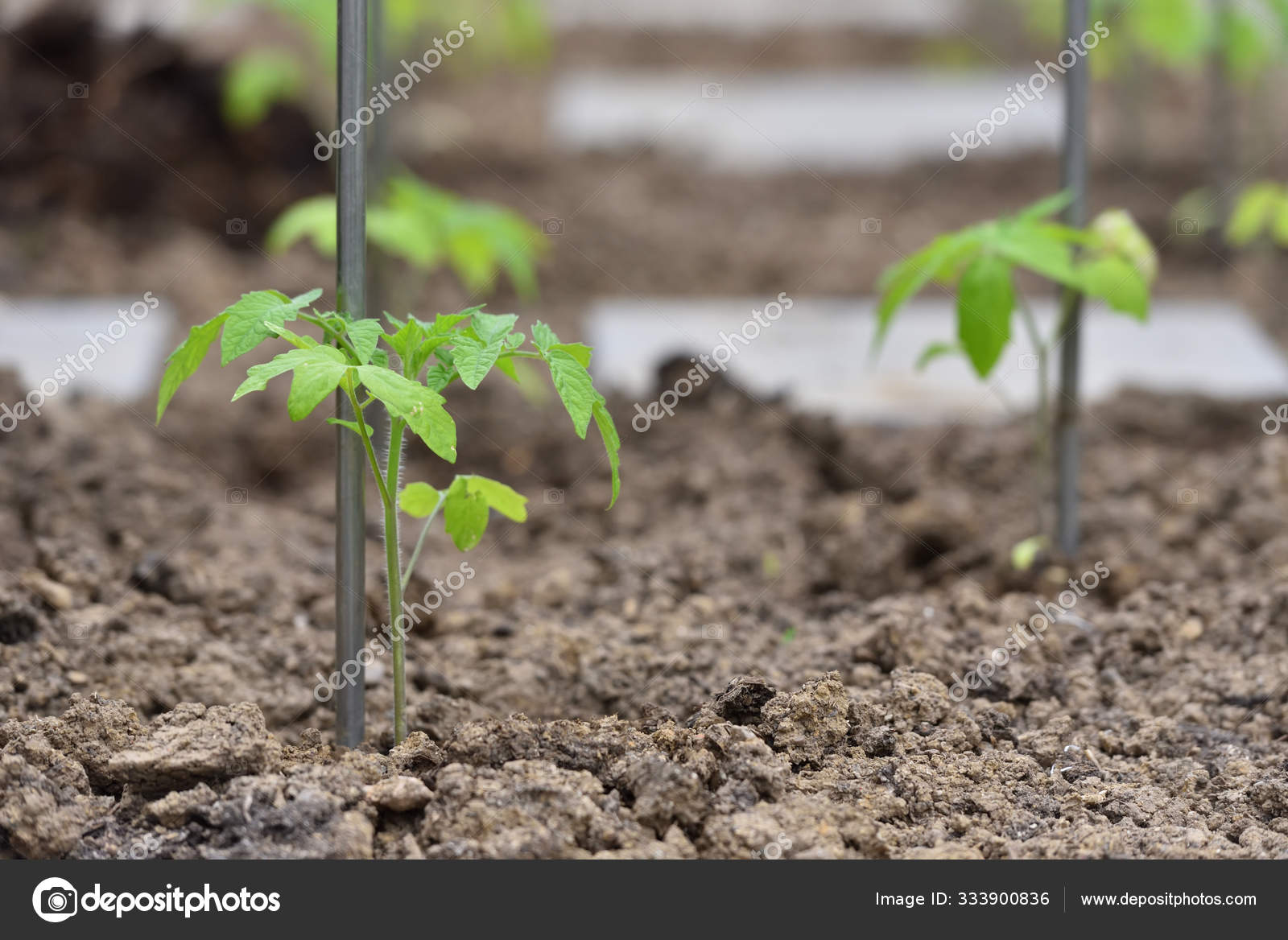 Young Sprout Tomatoes Emerges Ground Grows Next Peg Attaching Plants ...