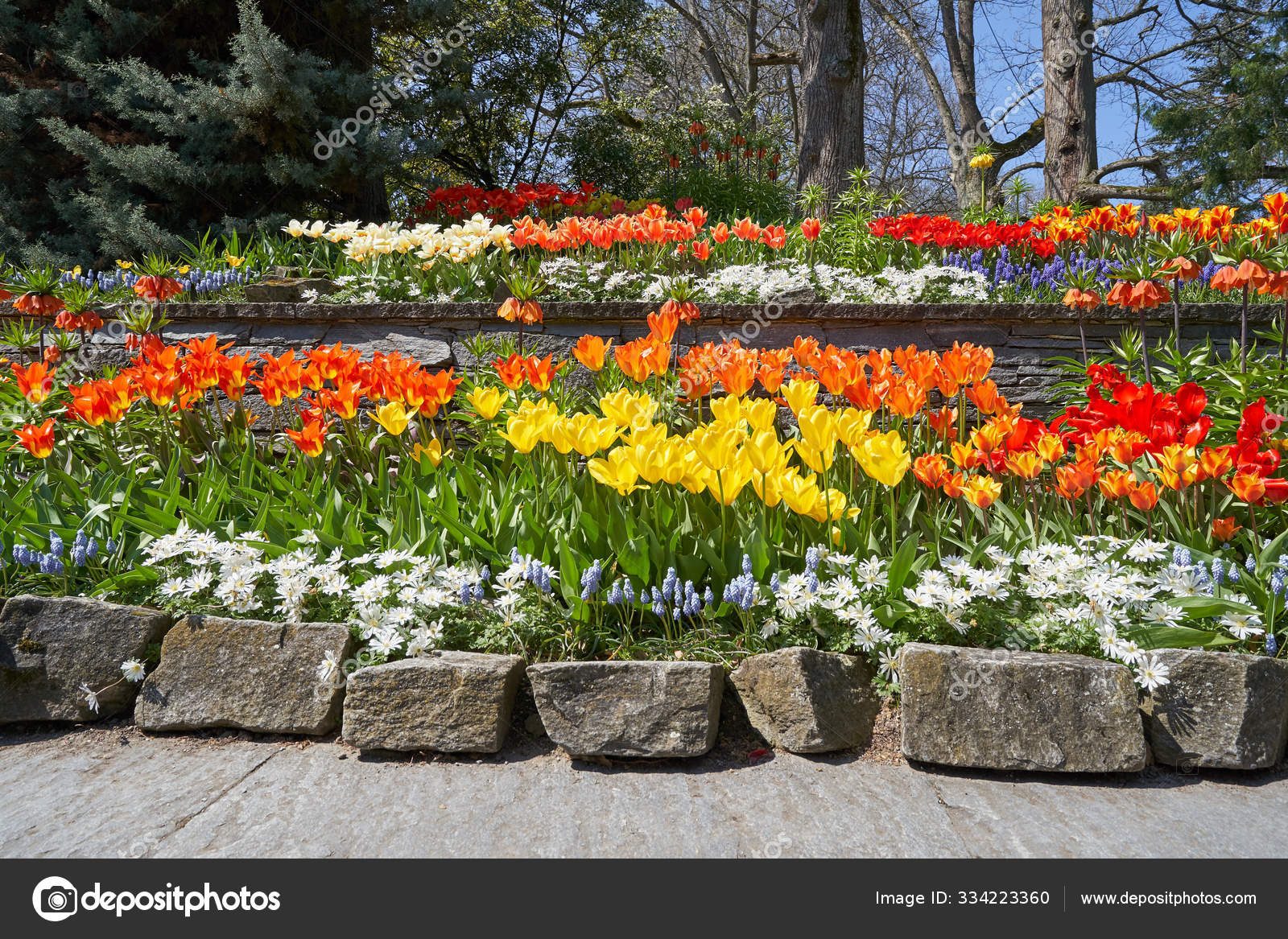 Flower Bed Different Spring Flowers Tulips Daisies Muscari Spring ...