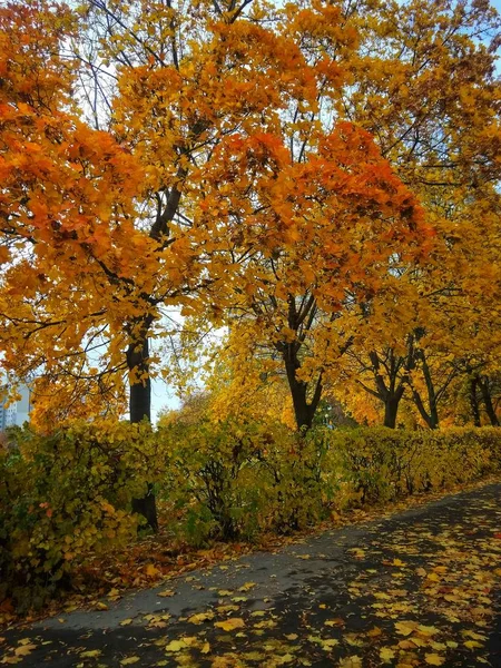 Autumn forest. Yellow foliage. Nature - Stock Image - Everypixel