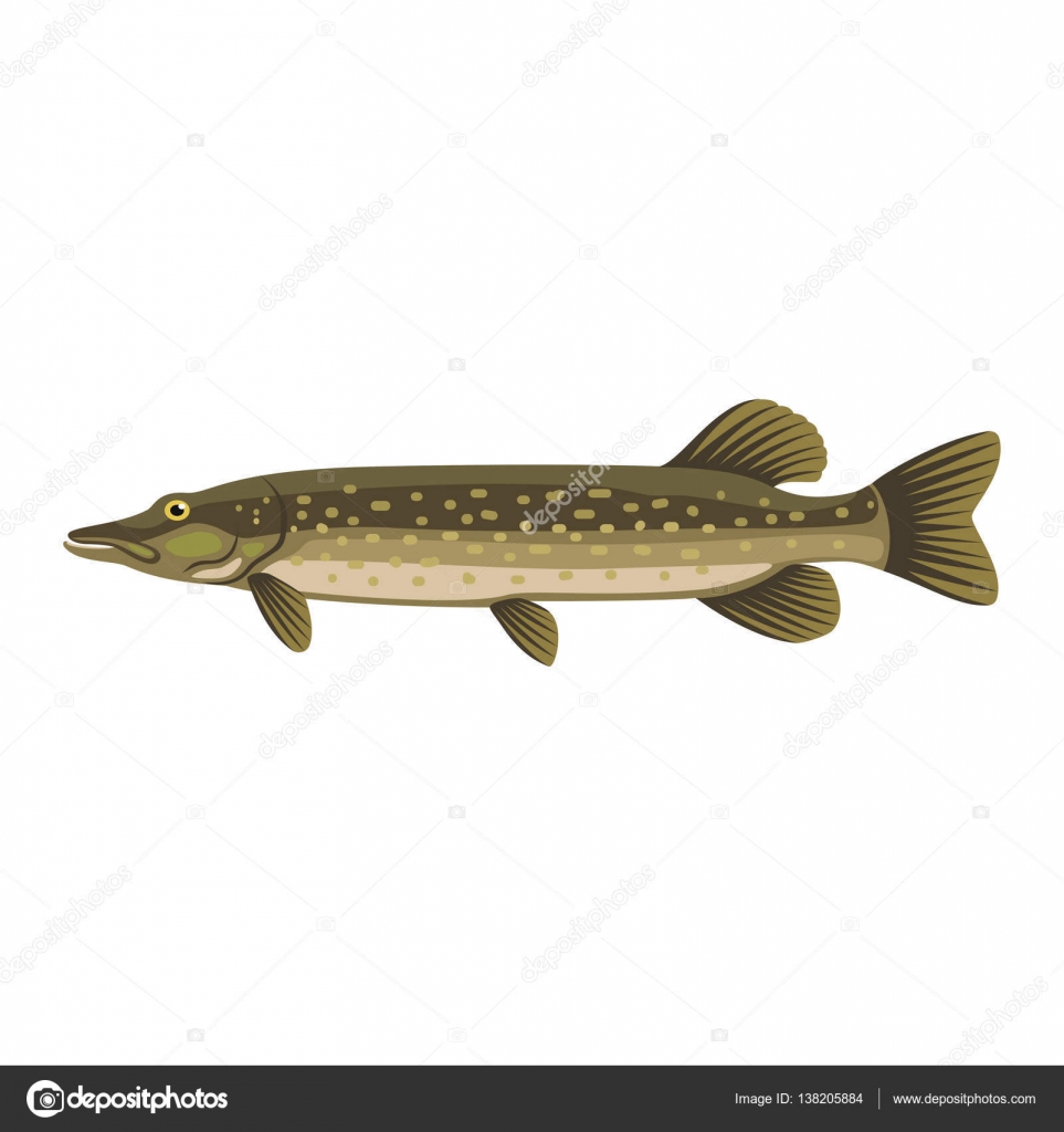 Pike northern esox lucius jackfish fish Stock Vector Image by ©game_gfx ...