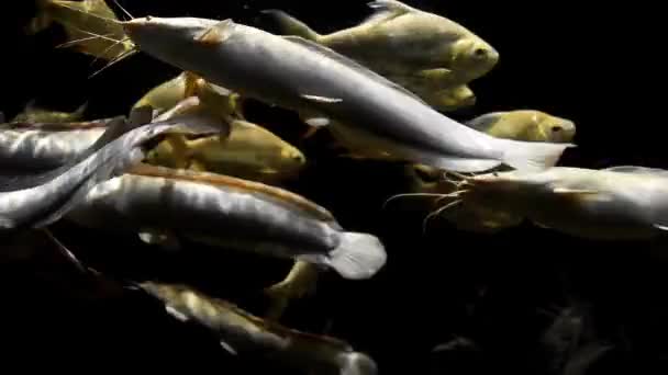 60 Catfishes Videos, Royalty-free Stock Catfishes Footage | Depositphotos 60 Catfishes Videos, Royalty-free Stock Catfishes Footage | Depositphotos