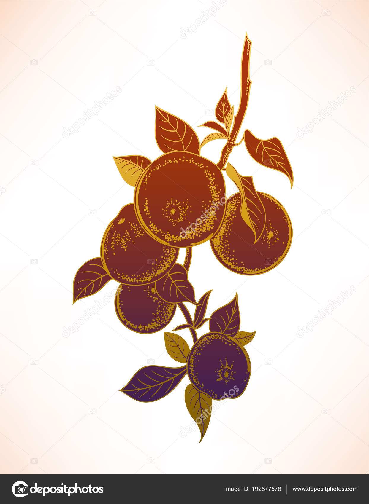 Vector Apple Tree Branch Illustration Vintage Botanical Hand Drawn ...