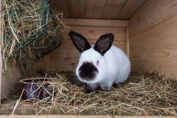 Rabbit hutch Images - Search Images on Everypixel