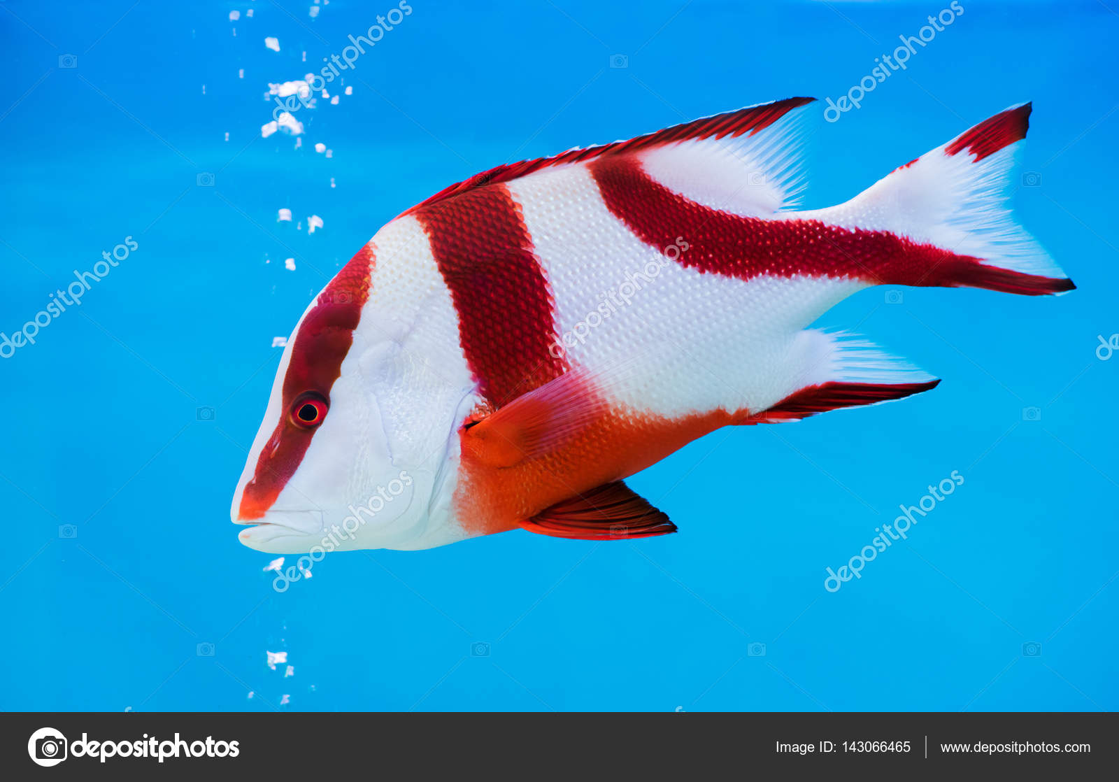 Emperor Snapper Information And Picture Sea Animals, 58% OFF