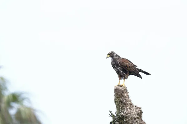 Image of maui giant hawk Stok Foto, Image of maui giant hawk Gambar ...