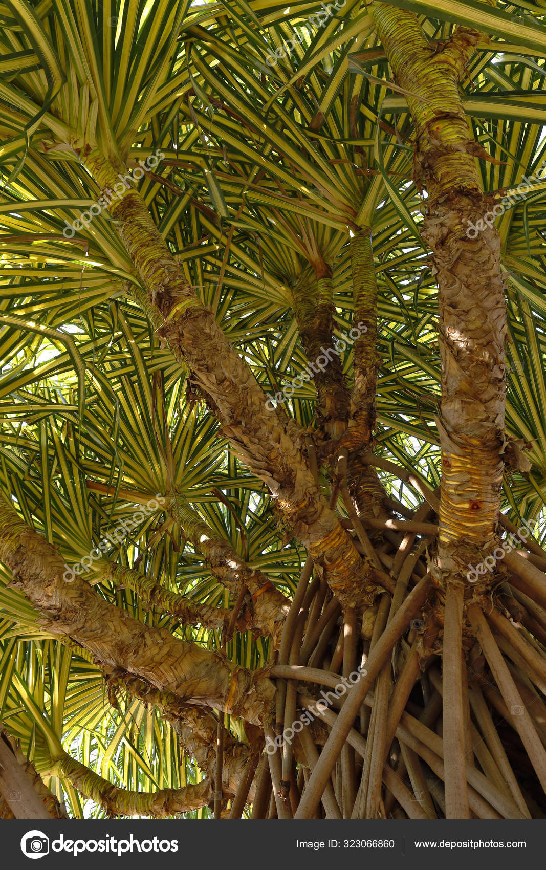 Pandanus Sanderi — Stock Photo © Jonathan_Chancasana #323066860
