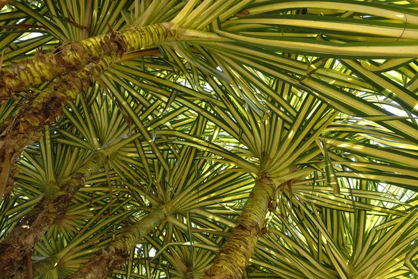 Pandanus Sanderi — Stock Photo © Jonathan_Chancasana #323066860