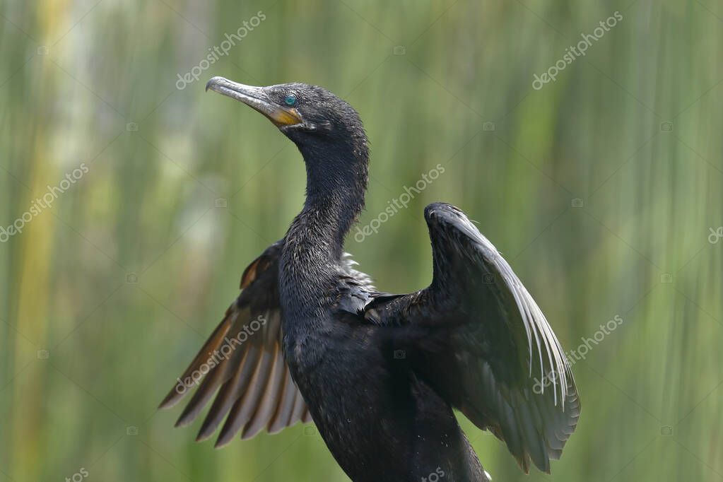 Cormorán neotrópico (Nannopterum brasilianus), detalle del espécimen ...