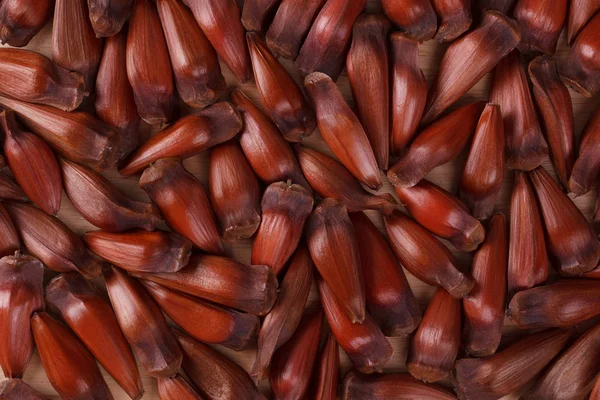 Fotos de Pinhão brasileiro, Imagens de Pinhão brasileiro sem royalties ...