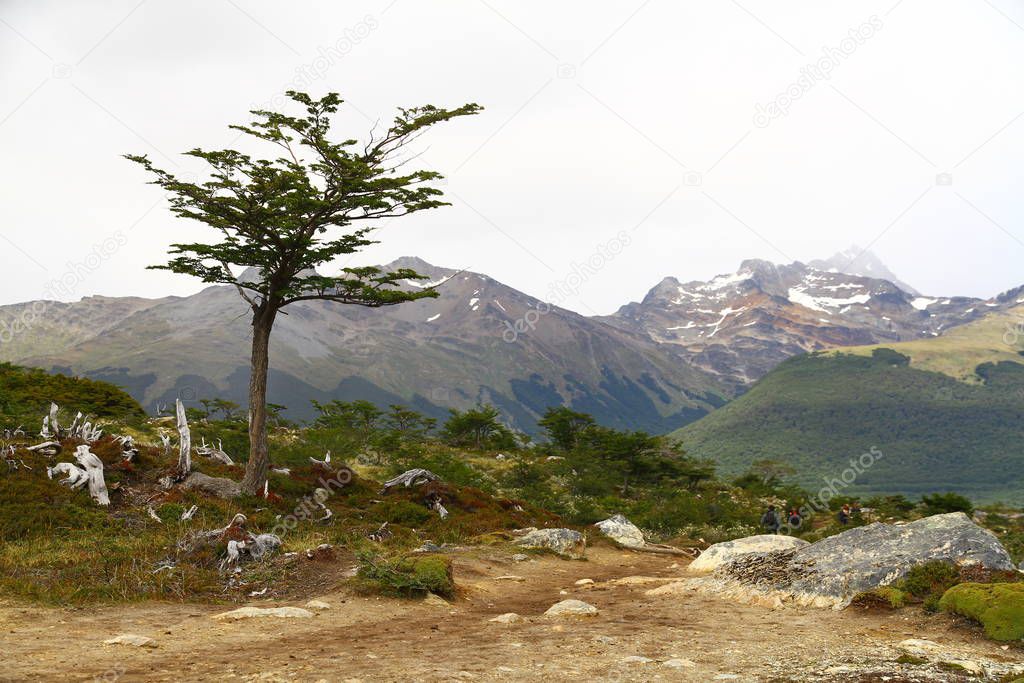 Un árbol de lenga en el sendero de Laguna (Lago) Esmeralda, Ushuaia 2022