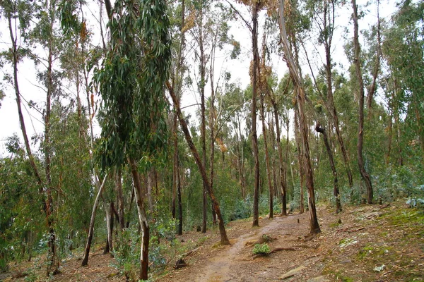 Mau forest Stock Photos, Royalty Free Mau forest Images | Depositphotos