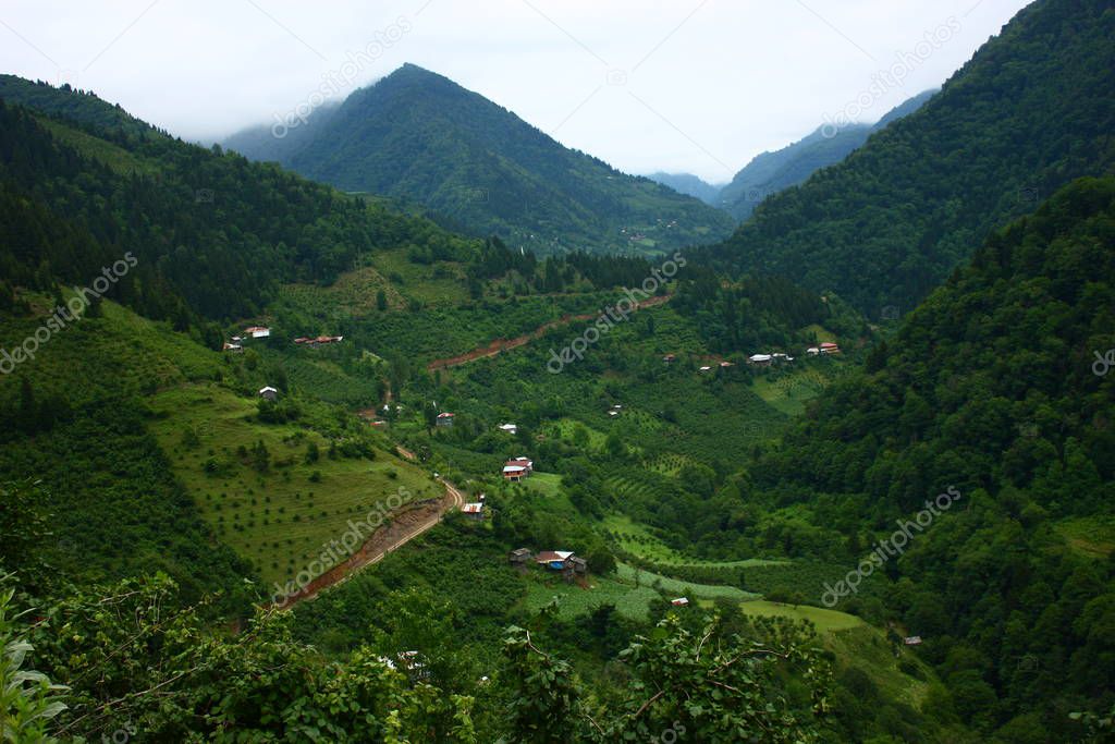 An amazing view of Kackar Mountains with pine trees on the Pokut ...