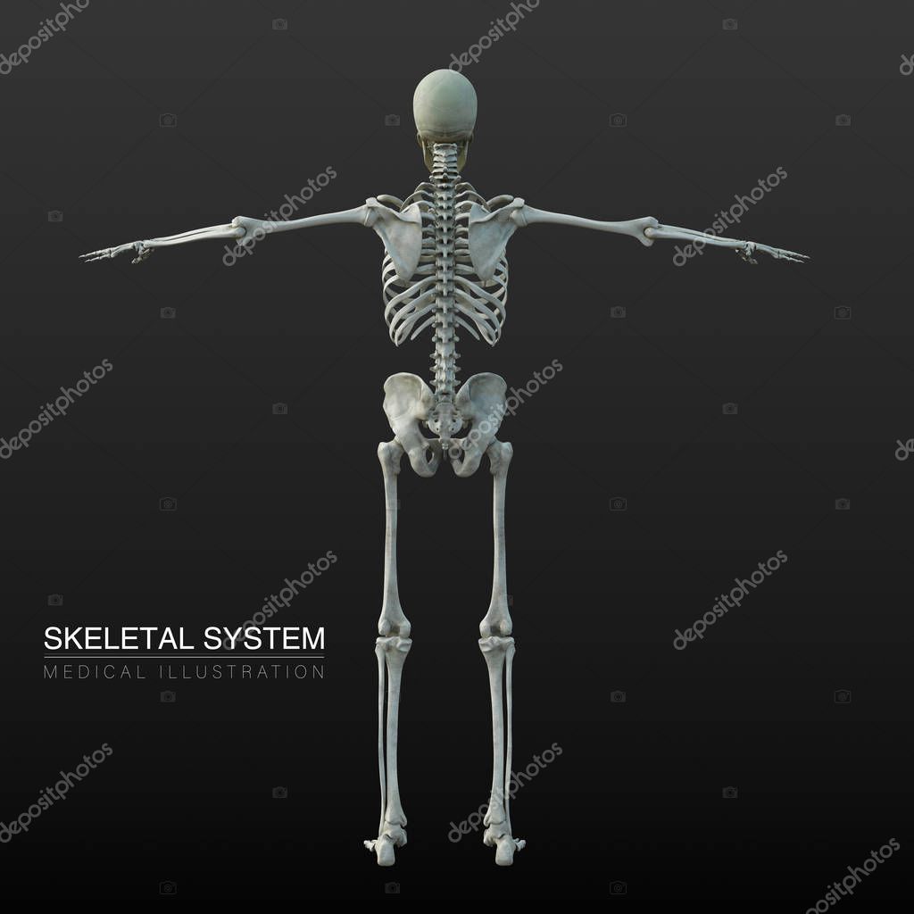 Ilustración digital anatómica 3d del sistema esquelético masculino 2023