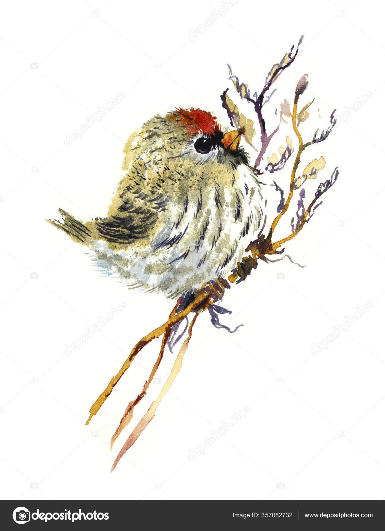 Tap Dance Bird Branch Pattern Bird Watercolor Hand Drawn Illustration ...