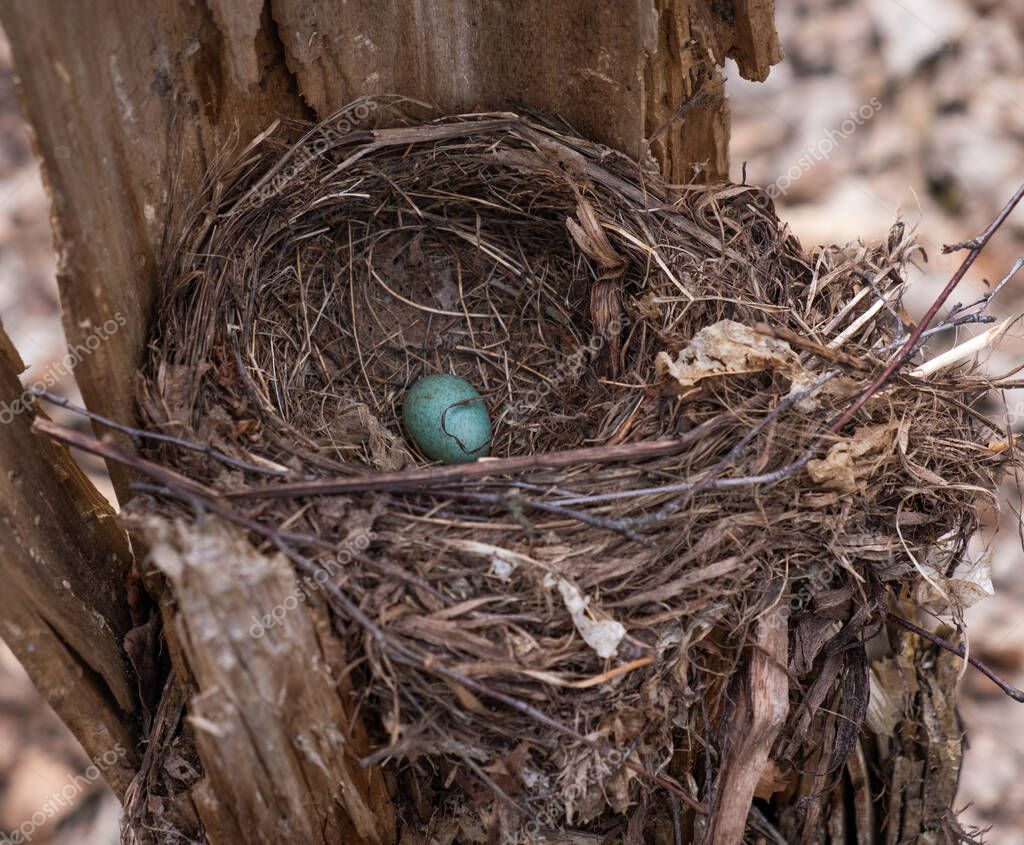 Huevos azules de un tordo silvestre que yace en el nido ubicado en el ...